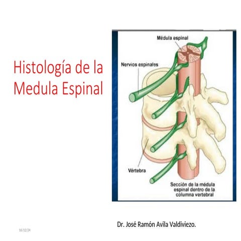 Medula espinal tracto descendente primera parte | DOCX