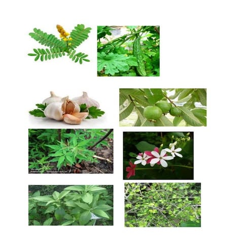 10 halamang gamot | PDF