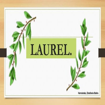 la Fisiologia y la Anatomia del laurel.. | PPTX