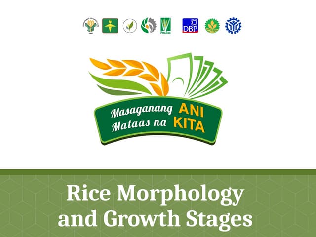 4 Growth Stages of the Rice Plant.ppt