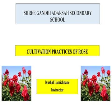 Rose Cultivation Practices by Kushal Lamichhane.pdf