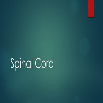 1) Spinal Cord radiology gross anatomy central nervous system | PDF