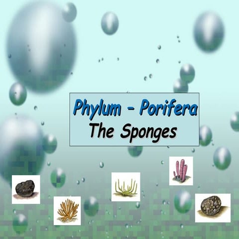 Sponges | PPS