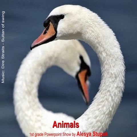Animal covering ppt | PPTX