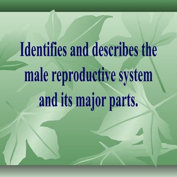 Grade 10 Bio Male reproductive system | PPTX