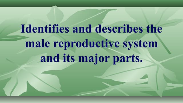 MALE REPRODUCTIVE SYSTEM | PPTX