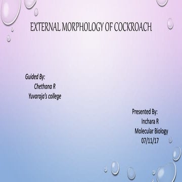 Cockroach Class 11th NEET CBSE NCERT Biology | PDF