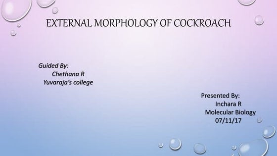 Cockroach Class 11th NEET CBSE NCERT Biology | PDF