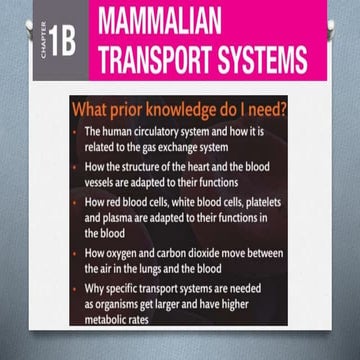 AS Biology The principles of circulation | PPTX