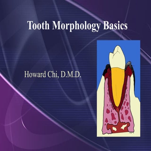 Tooth Morphology Basics | PPT