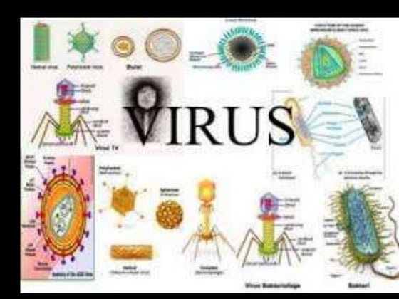 Virus | PPT