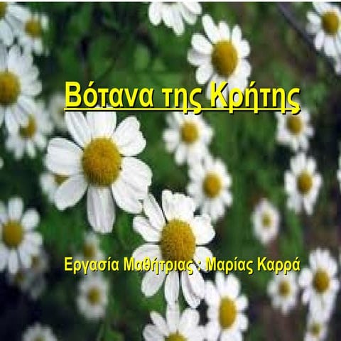 κρητικα βοτανα 2 | ODP