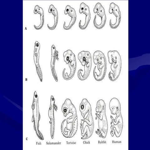 μ2. απο το κυτταρο στον οργανισμο | PPT