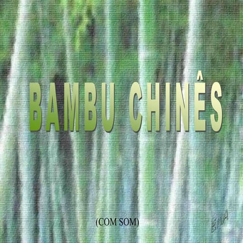 Bambu chines