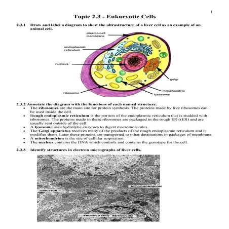 2.3 eukaryotic cells notes | DOC