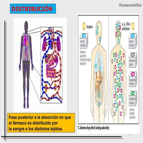 2. farmacocinética - distribución | PPT