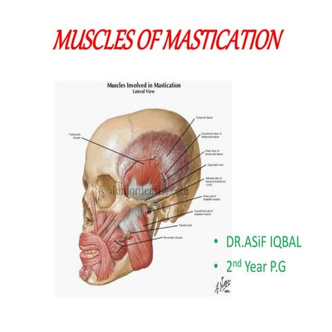 Muscles of mastication | PPTX