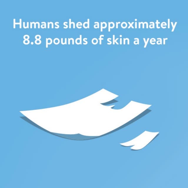 Health Fact: Humans shed almost 10 pounds of skin a year | PDF | Skin ...