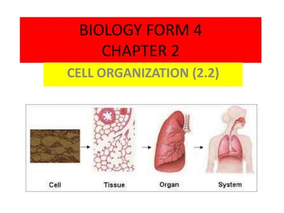 Animal and plant organs & systems | PPTX | Lung and Respiratory Health ...