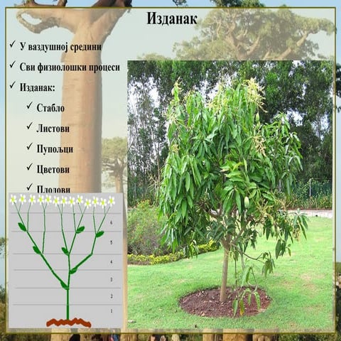 2. Izdanak i stablo | PPT