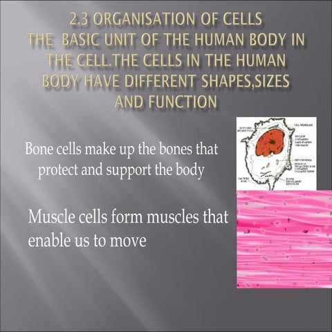 2.3 organisation of cell | PPT