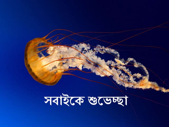 Biology Hydra Part 4 | PPTX