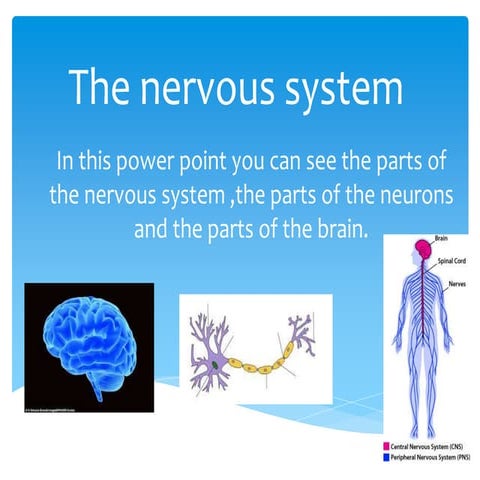 2. the nervous system | PDF
