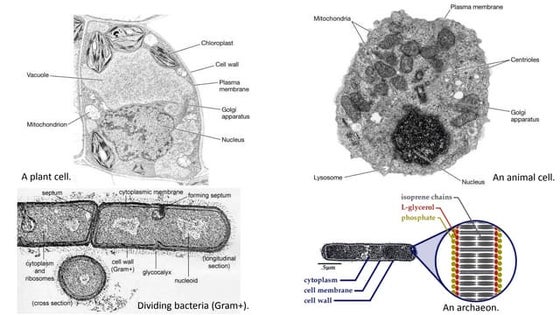 UEC Senior 1 Biology 独中高一生物 2.2 microstructure of the cells | PPTX