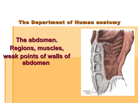 Pelvic muscles ppt | PDF