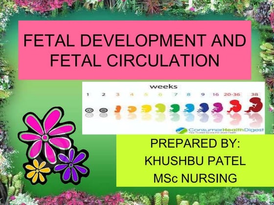 Stages of fetal growth and development | PPTX