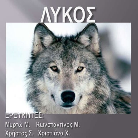 λυκος εργασια 2-Χρύσα Κοκορίκου | PPTX