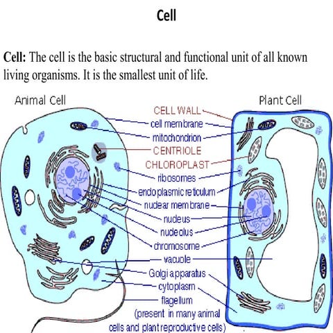 Cell and functions | PPT