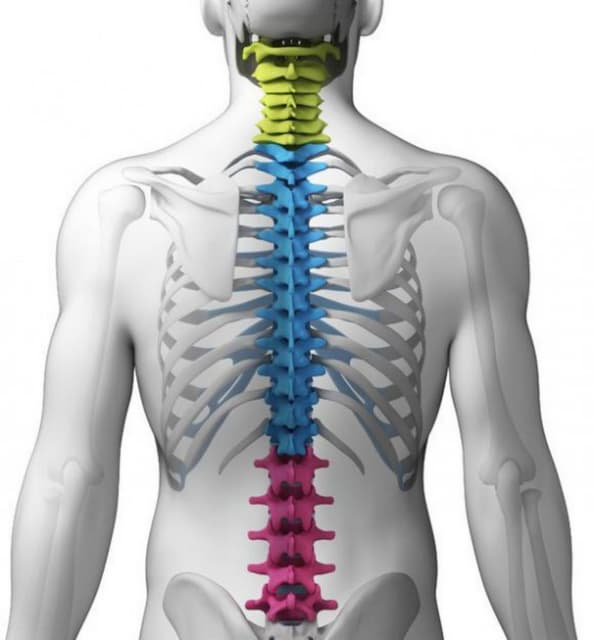 Spinal Fractures The Three Column Concept Pdf