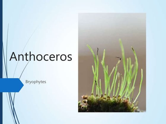 Anthoceros.ppt