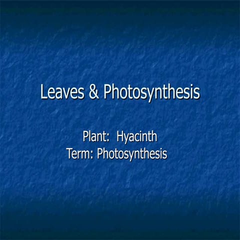 2 19 Photosythesis & Leaves | PPT