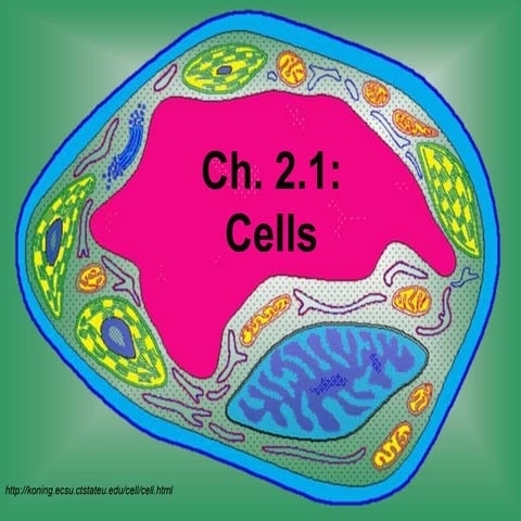 Ch. 2.1 Review: Macromolecules & cell theory | PPT