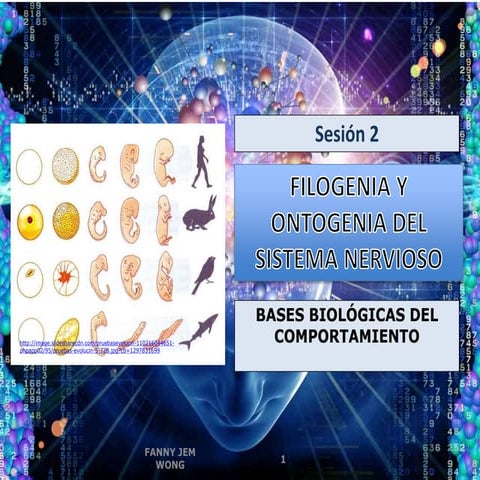 2 .FILOGENIA Y ONTOGENIA DEL SISTEMA NERVIOSO | PPTX