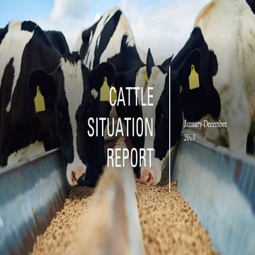 Cattle situation report | PDF