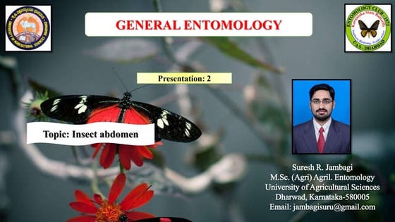 Insect Antennae Structure Functions And Their Modifications Ppt