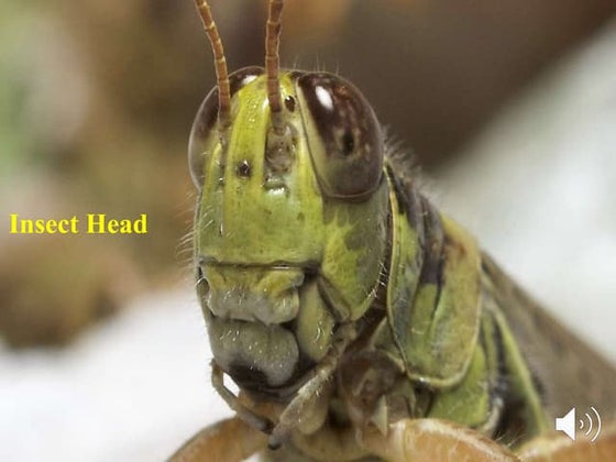 Insect head:- it’s origin, structure, function and modification in ...