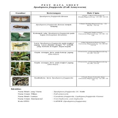 2. pest data sheet Spodoptera frugiperda | DOCX