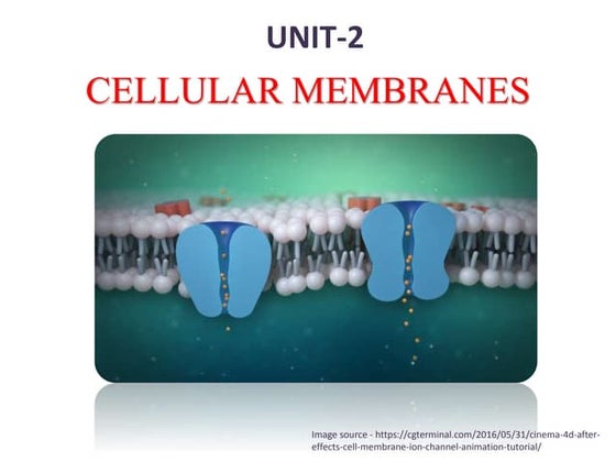 the Plasma Membrane models and accepted fluid mosaic model.pptx