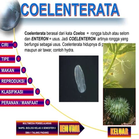 2.coelenterata.ppt