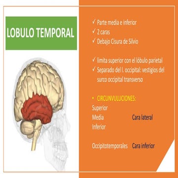 2.LOBULO TEMPORAL.pptx