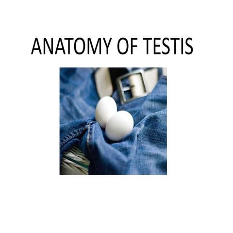 Anatomy of testis | PPTX