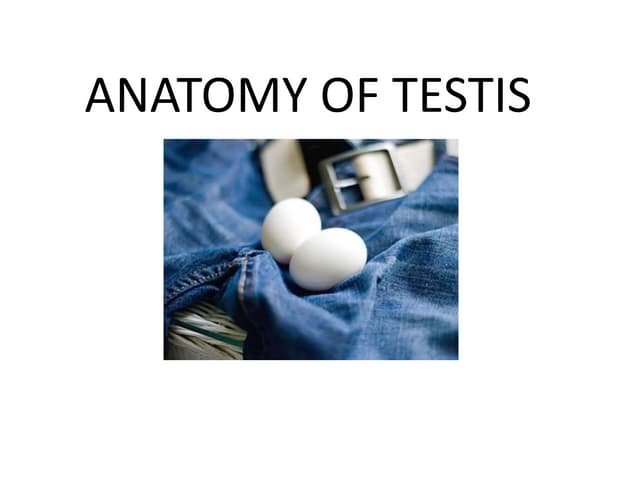 Anatomy Of Testis Pptx