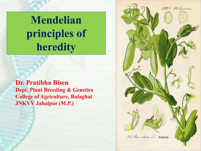 Mendelian Laws of Inheritance | PPT