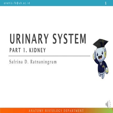 Anatomy of Genitourinary System PDF FINAL | PDF | Medical Health
