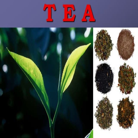 Tea - Types of Teas, Growth and Availability | PPT