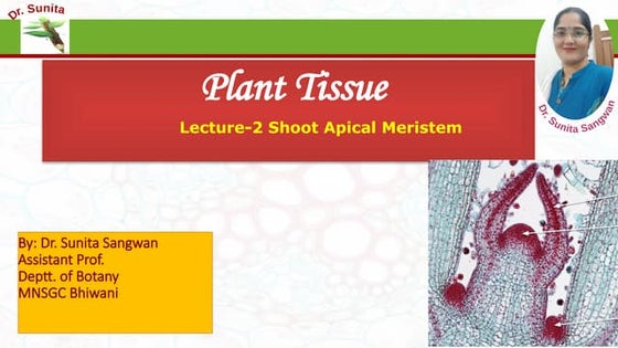 Theory of shoot apical meristem | PPTX | Gardening | Home & Garden